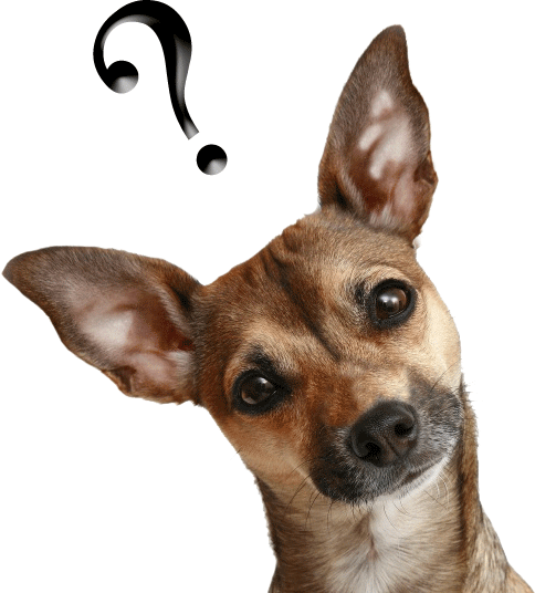 Por que os cães às vezes inclinam a cabeça? - A Ciência explica ...