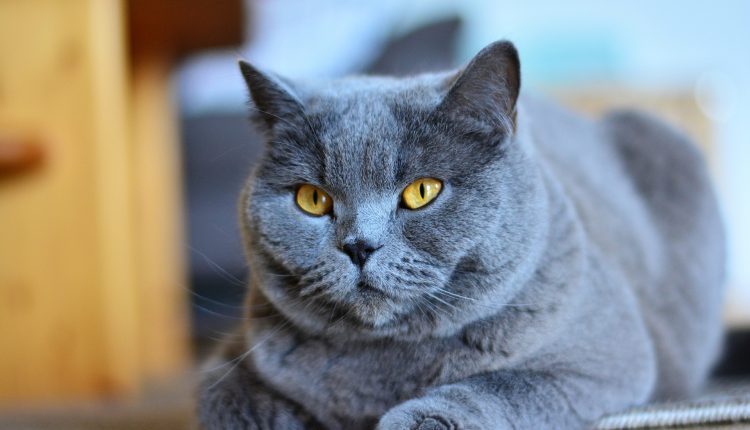 Gato de raça Chartreux: entenda porque esse felino é comparado a um ...
