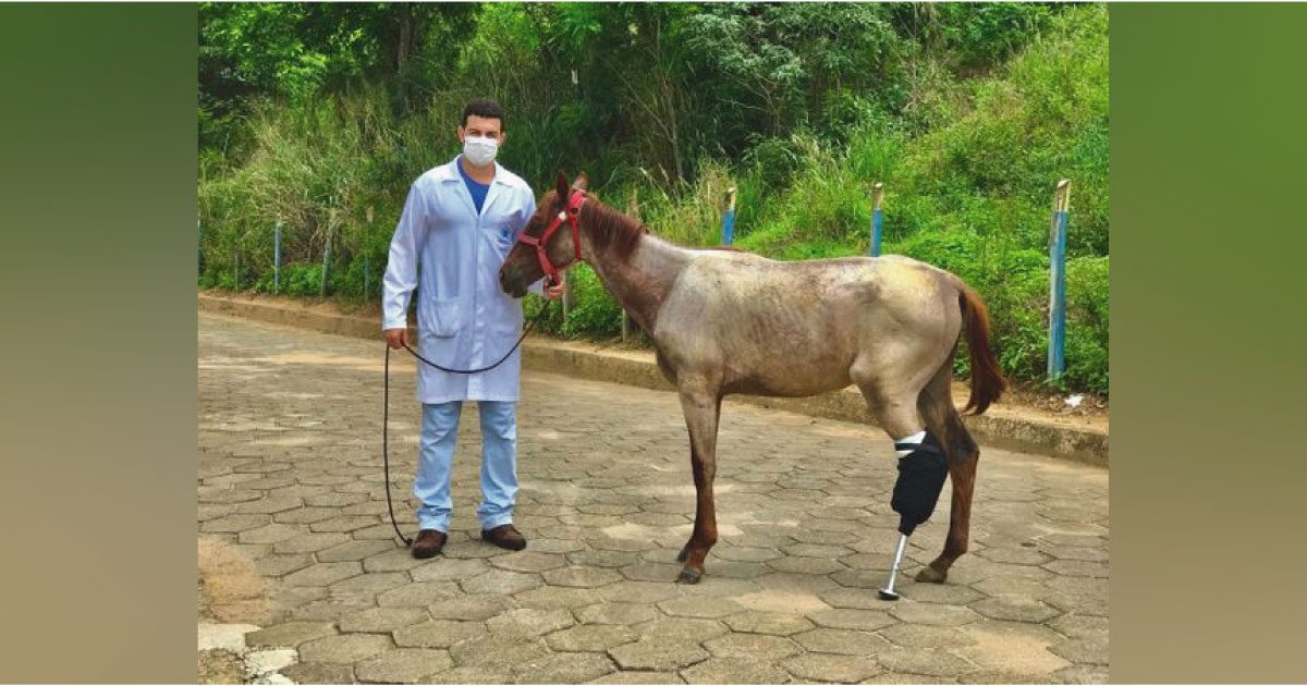 Estudante de Medicina Veterinária cria prótese para potra e evita que ...