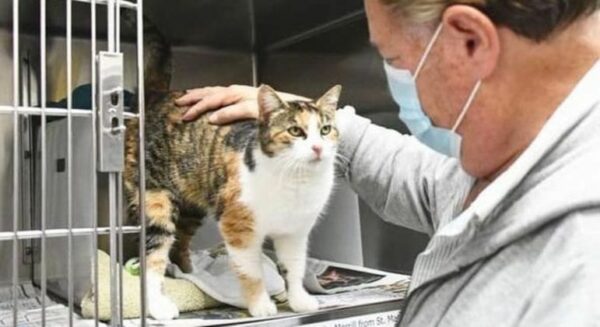 O que você precisa saber sobre coronavírus felino (FCoV/FIP) - Vetsapiens