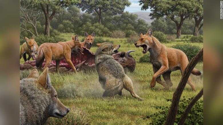 Análise de DNA antigo revela detalhes sobre o lobo terrível, inspiração ...