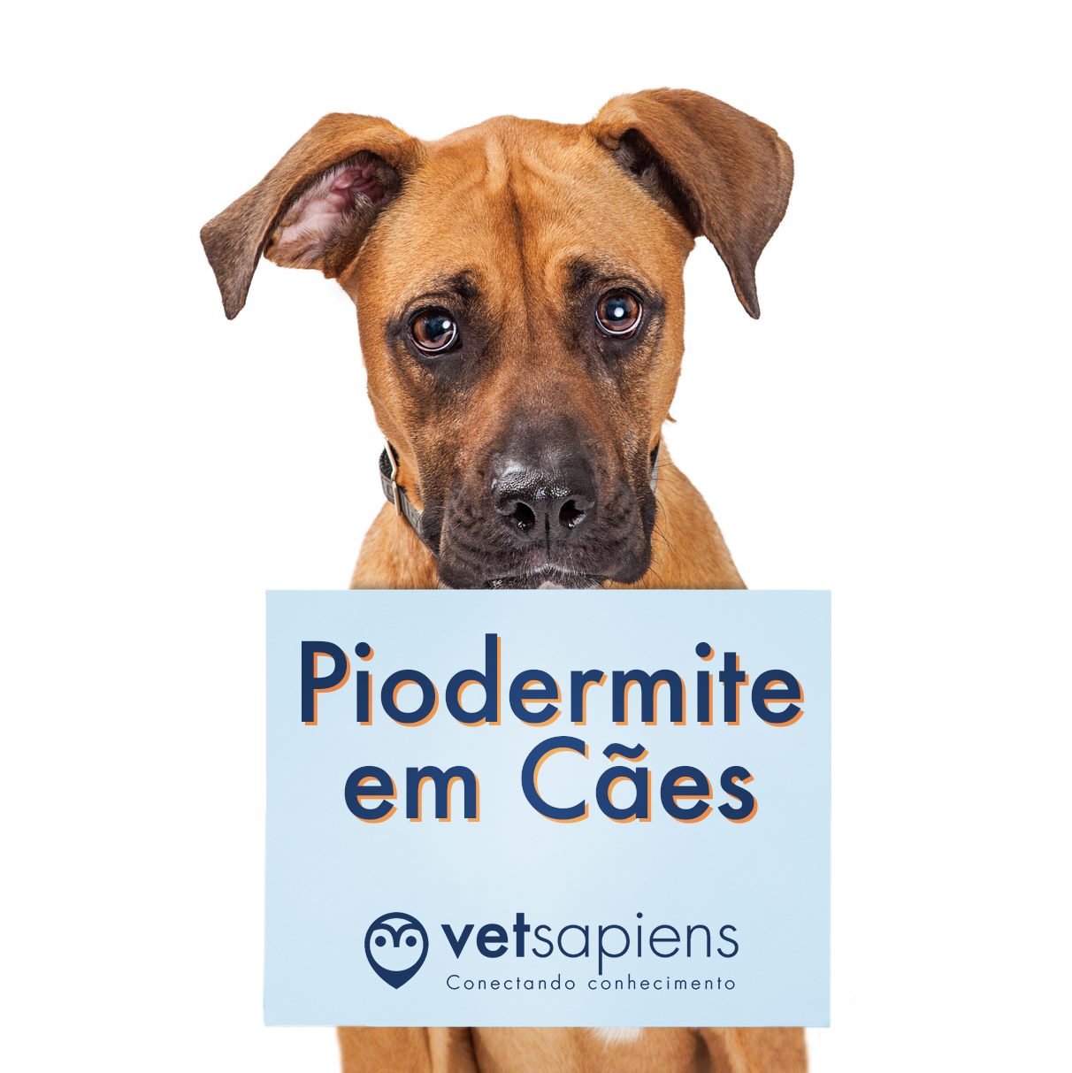 Piodermite em Cães | PODCAST - Vetsapiens