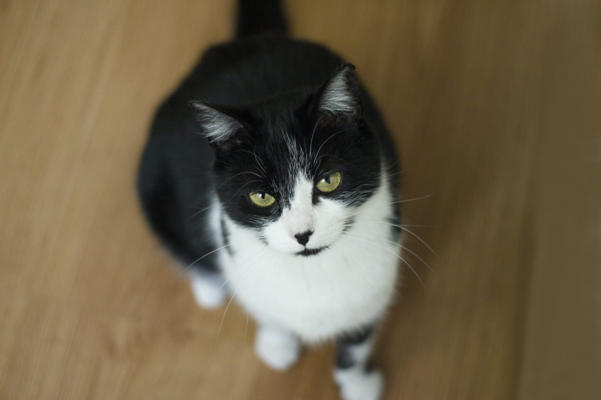 Felv: Subtipos do Vírus da Leucemia Felina | Vetsapiens