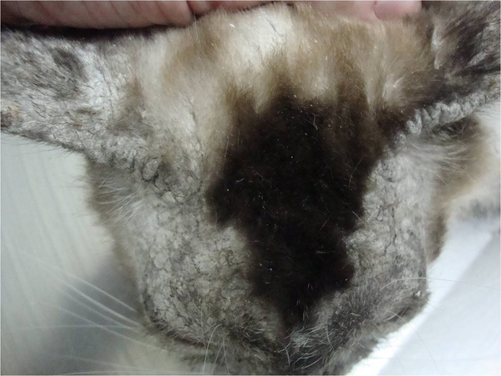 BLOG - Dermatite Esfoliativa Felina - Vetsapiens