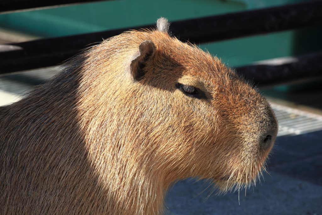 PCDF investiga mortes de capivaras e gatos no Zoológico de Brasília ...